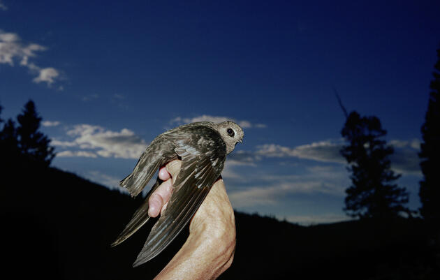 Where to Find the Rarest Swift in North America | Audubon