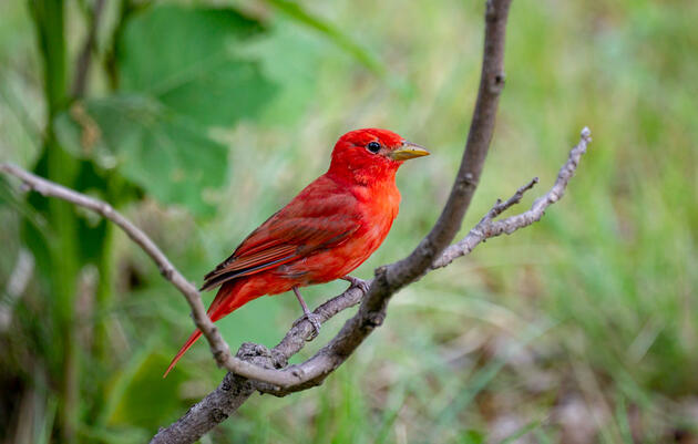 Summer Tanager | Audubon Field Guide