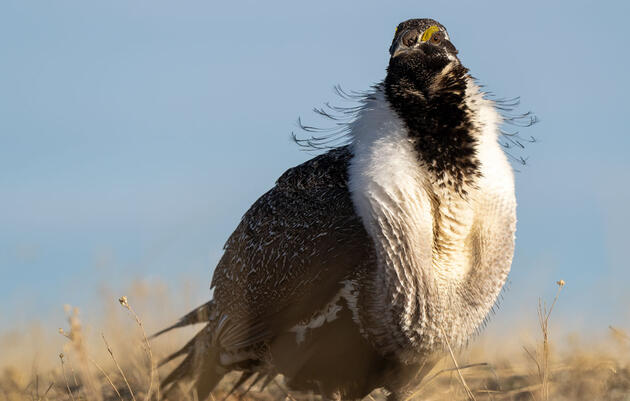 As the Climate Changes, How Will Birds Weather Heavier Rains and Snows ...
