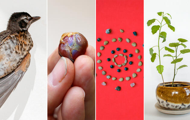 The Aviary | Audubon