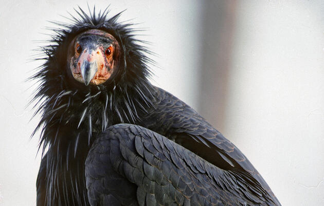 An Indigenous Effort to Return Condors to the Pacific Northwest Nears ...