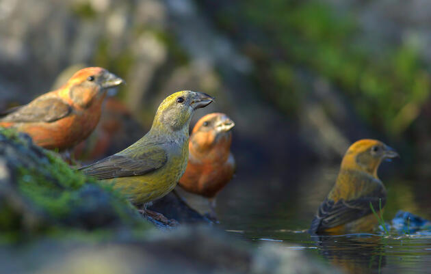 National Audubon Society