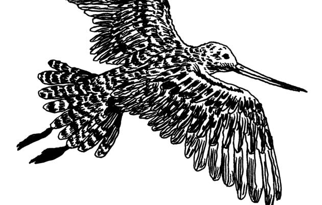 The Sketch - Drawings by Jason Polan | Audubon