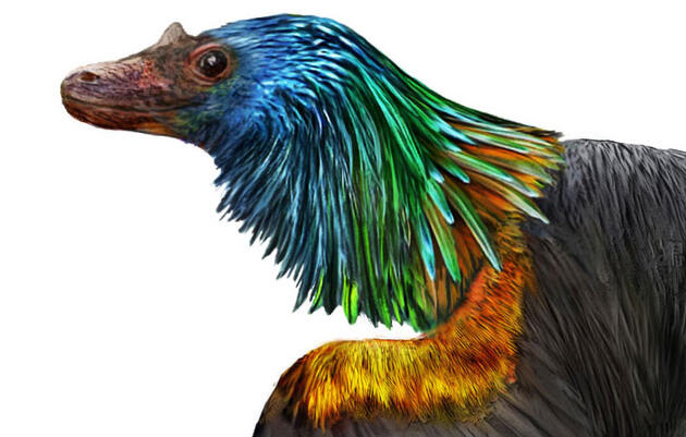 How Birds Are Helping Scientists Reimagine a Feathered T. Rex | Audubon