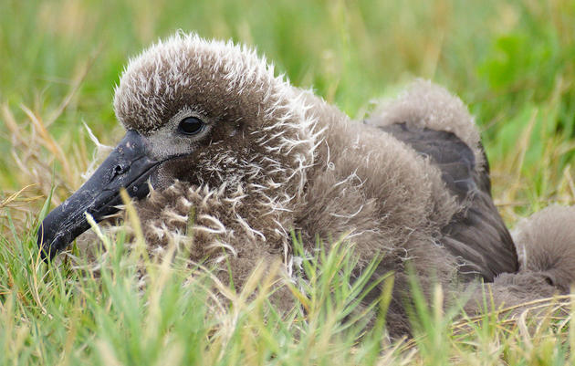 Secrets of Scat: What an Albatross’s Diet Reveals About Fisheries | Audubon