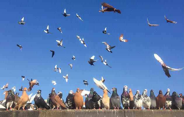 Bird Photography Tips and How-Tos | Audubon