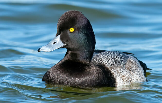 Greater Scaup | Audubon Field Guide
