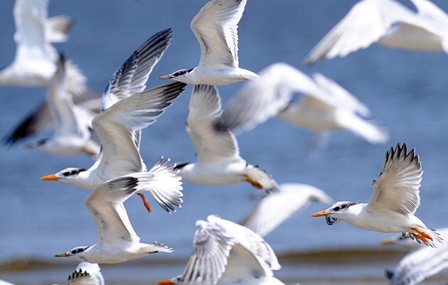 The Great Seabird Migration Has Begun | Audubon