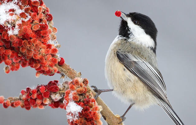 New Research Further Proves Native Plants Offer More Bugs for Birds ...