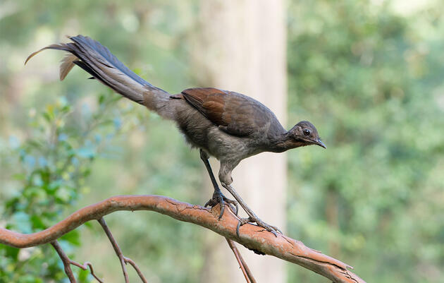 Another Reason to Love Lyrebirds: They Move Tons of Dirt, Keeping ...