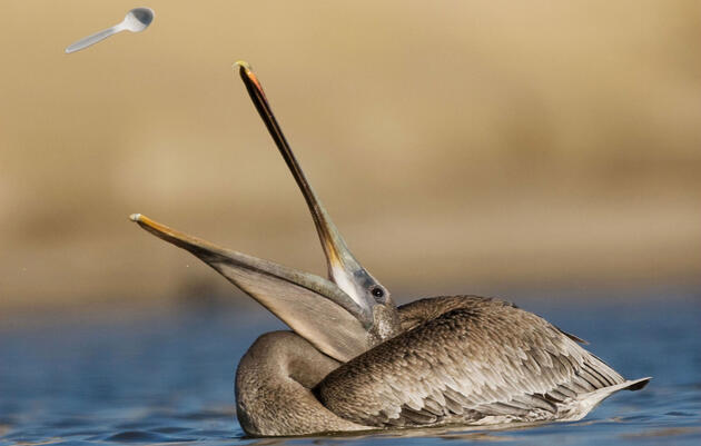 This Common Form of Plastic Pollution Is a Menace to Birds | Audubon