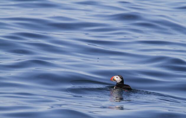 New Seabird Study Highlights Importance of Healthy Forage Fish ...