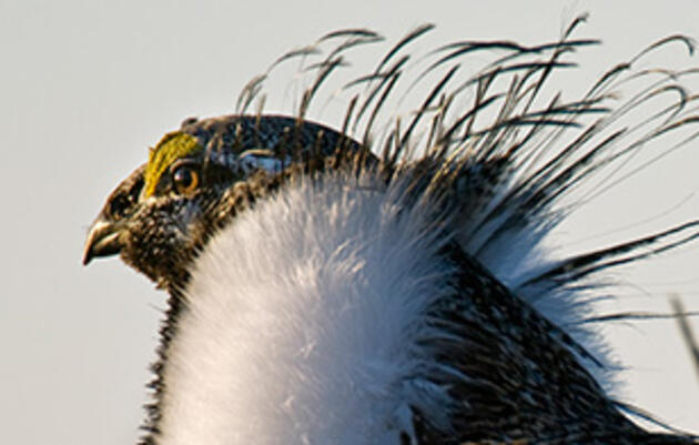 What the Heck Is a Lek? The Quirkiest Mating Party on Earth. - Bird ...