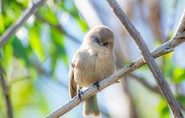 Bushtit | Audubon Field Guide