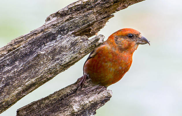 White-winged Crossbill | Audubon Field Guide