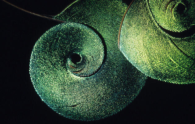 Win a Copy of the Murder Mystery, "A Shimmer of Hummingbirds" | Audubon