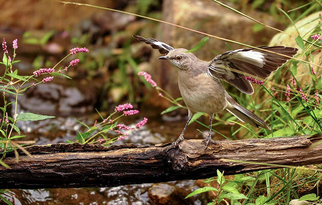 Northern Mockingbird | Audubon Field Guide