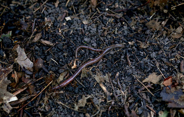 The American Robin Hasn't Always Gotten the Worm | Audubon