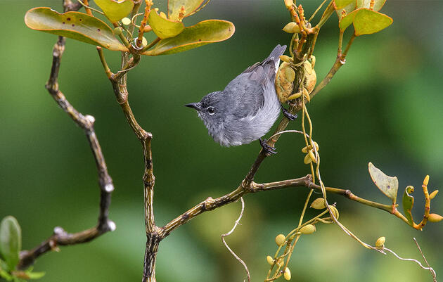 10 New Birds Described in Biggest Avian Discovery in More Than a ...