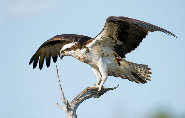 These Adaptations Make the Osprey a Fantastic Fisher | Audubon
