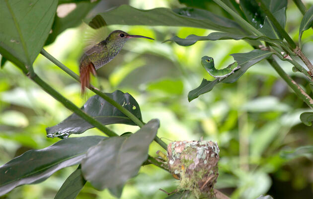 Drinker of Bird Tears, Moth of Your Nightmares | Audubon