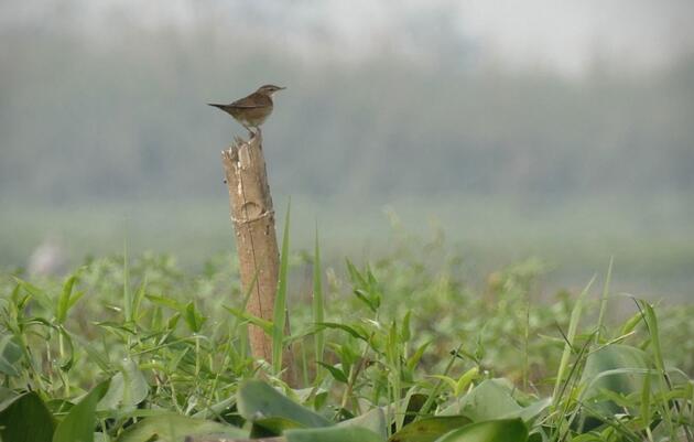 Birding Without Borders | Audubon