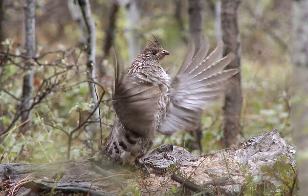 Ruffed Grouse | Audubon Field Guide