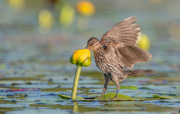 Audubon Photography Awards | Audubon