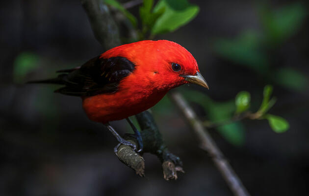 Scarlet Tanager | Audubon Field Guide