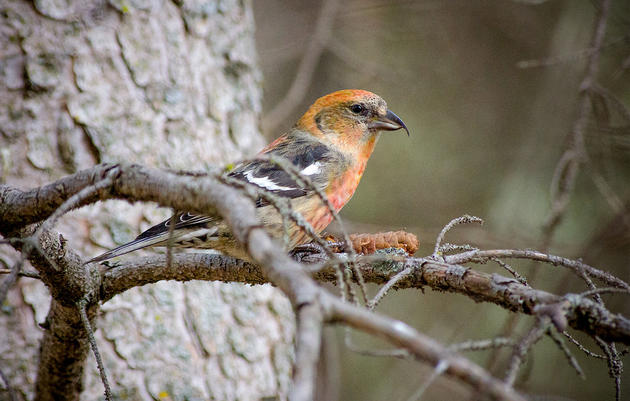 White-winged Crossbill | Audubon Field Guide