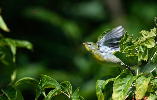 Deforestation and Drought in the Tropics Are the Biggest Threats to U.S ...