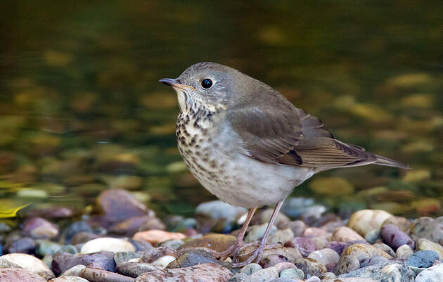 Gray-cheeked Thrush | Audubon Field Guide