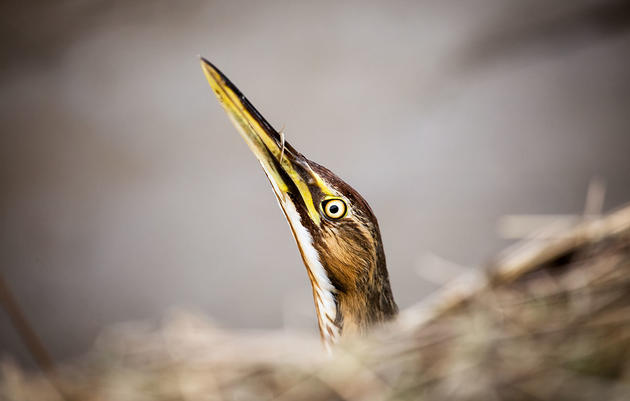 Win a Copy of the Murder Mystery, "A Shimmer of Hummingbirds" | Audubon