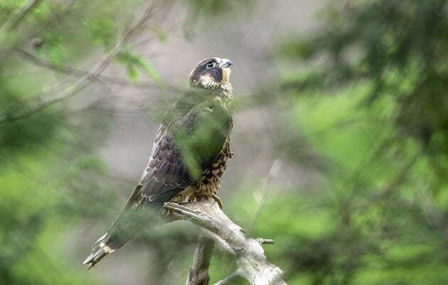 Peregrine Falcon | Audubon Field Guide
