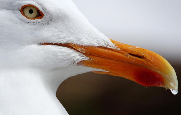 Why Do Some Seabirds Eat So Much Plastic? It Smells Like Food. | Audubon