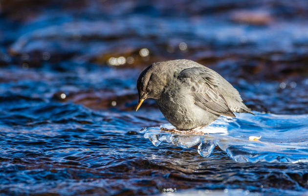 2020 Audubon Photography Awards | Audubon