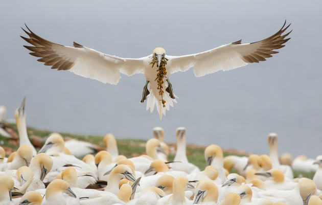 2020 Audubon Photography Awards | Audubon