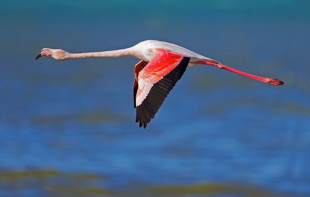How Flamingos Stand on One Leg Without Falling Over | Audubon