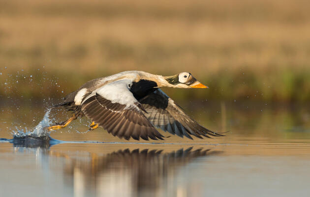 Cackling Goose | Audubon Field Guide