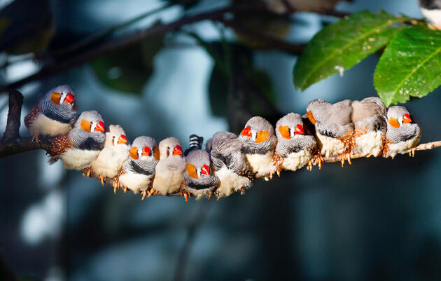 How Do Birds Taste Their Food? | Audubon