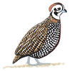 Codorniz de Moctezuma | Guía de Aves
