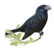 Garrapatero Pijuy | Guía de Aves