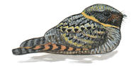 Buff-collared Nightjar | Audubon Field Guide