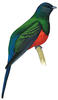 Eared Quetzal | Audubon Field Guide