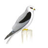 White-tailed Kite | Audubon Field Guide