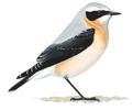 Northern Wheatear | Audubon Field Guide