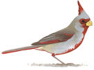 Pyrrhuloxia | Audubon Field Guide