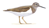 Common Sandpiper | Audubon Field Guide