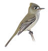 Cuban Pewee | Audubon Field Guide