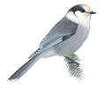 Canada Jay | Audubon Field Guide